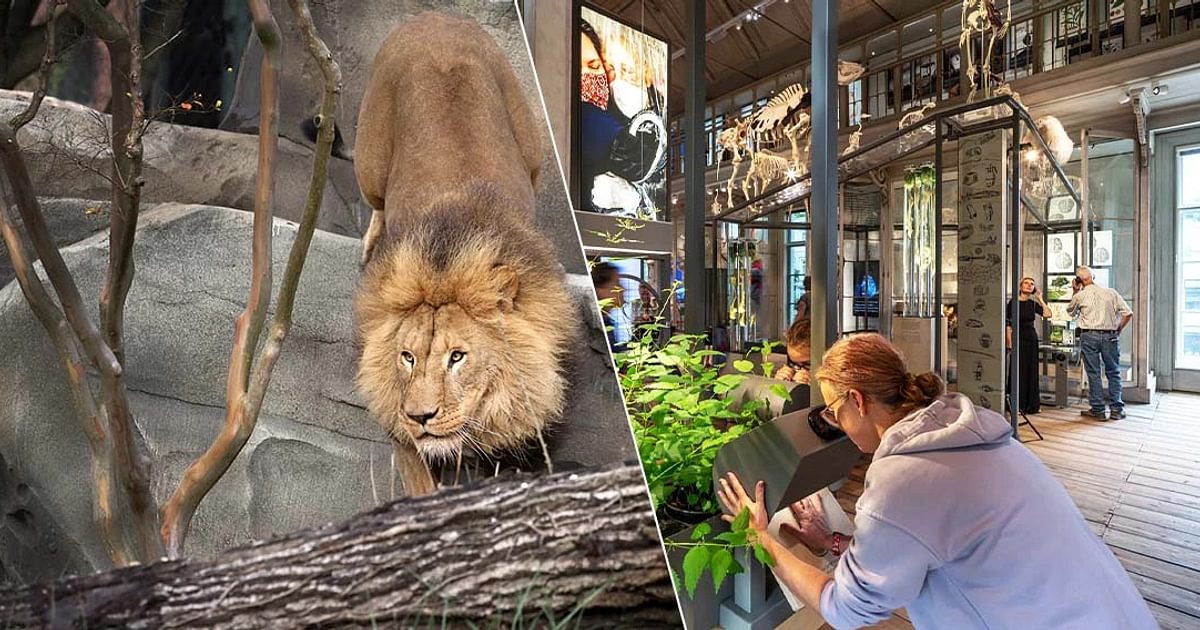Book your combi tickets for the Amsterdam zoo and Groote Museum | Tours ...