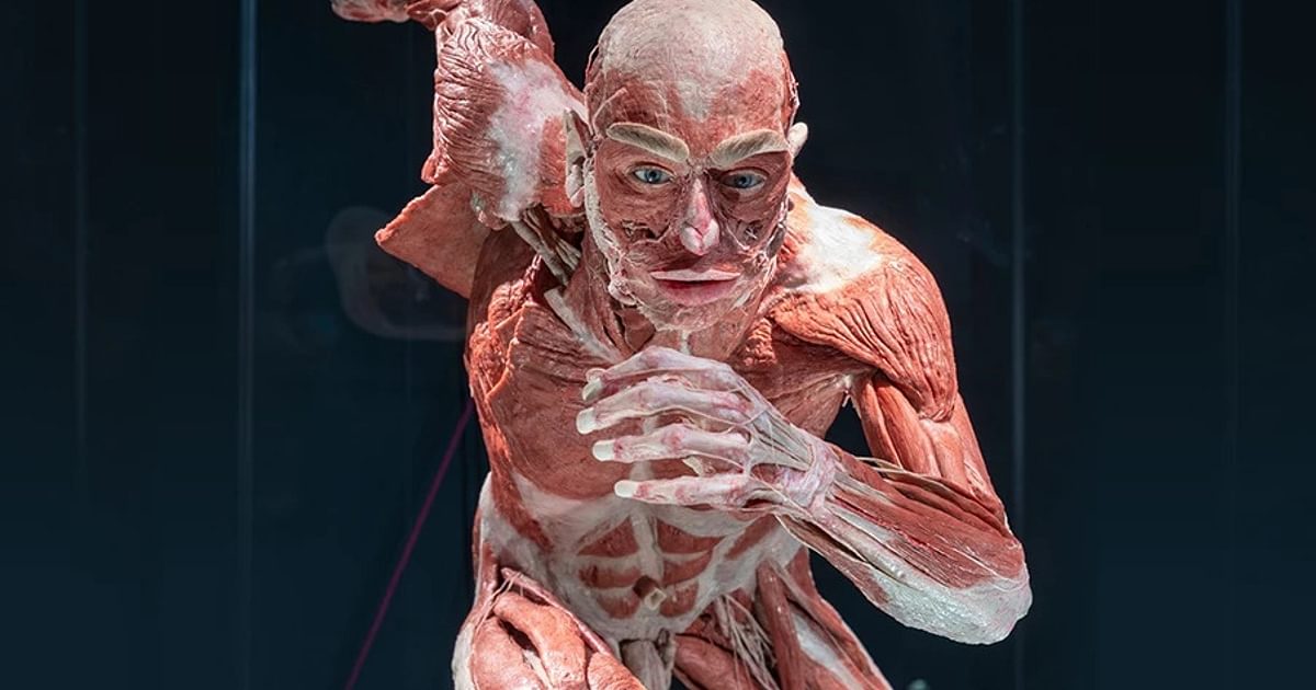 Get tickets to KÖRPERWELTEN - BODY WORLDS Berlin | Tours & Tickets